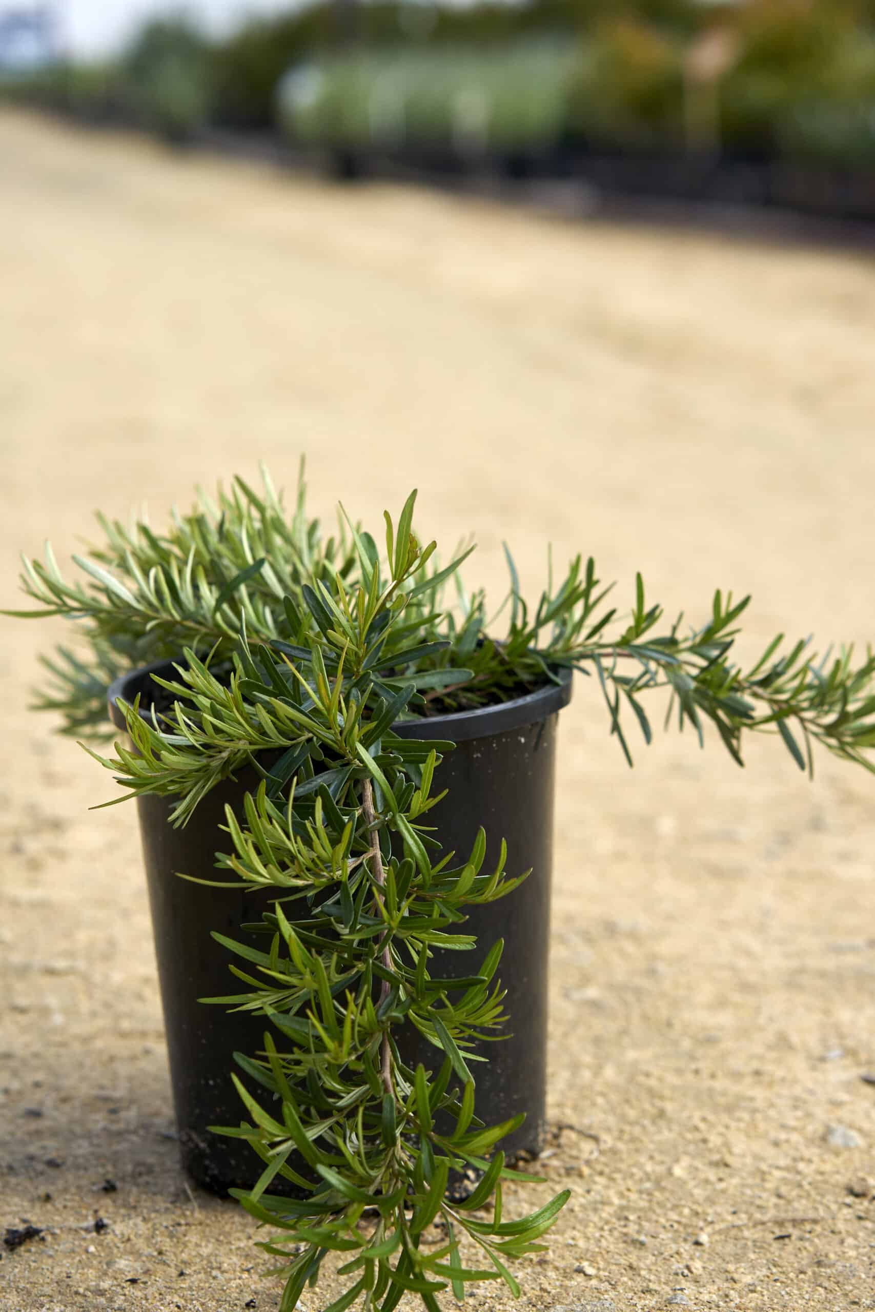 Grevillea obtusifolia Gingin Gem - Frenchams Wholesale Nursery