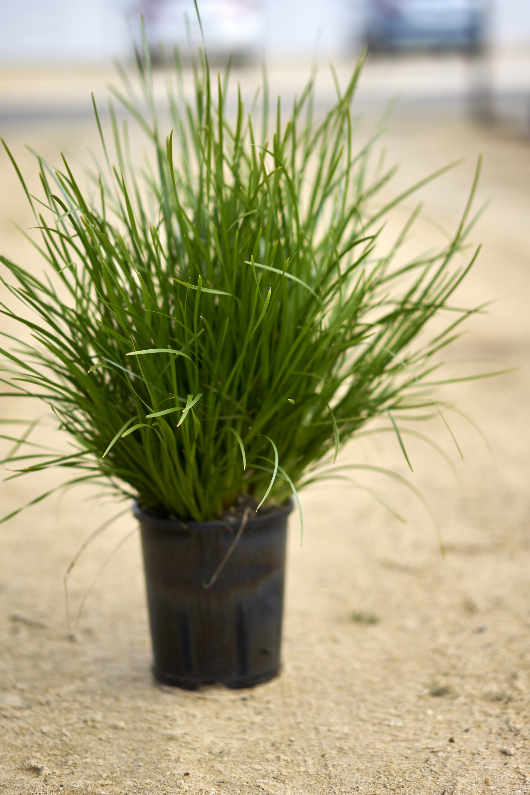 Lomandra Lime Tuff - Frenchams Wholesale Nursery