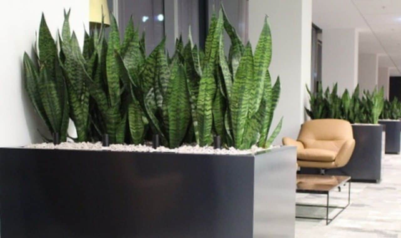 SNAKE PLANT - Frenchams Wholesale Nursery