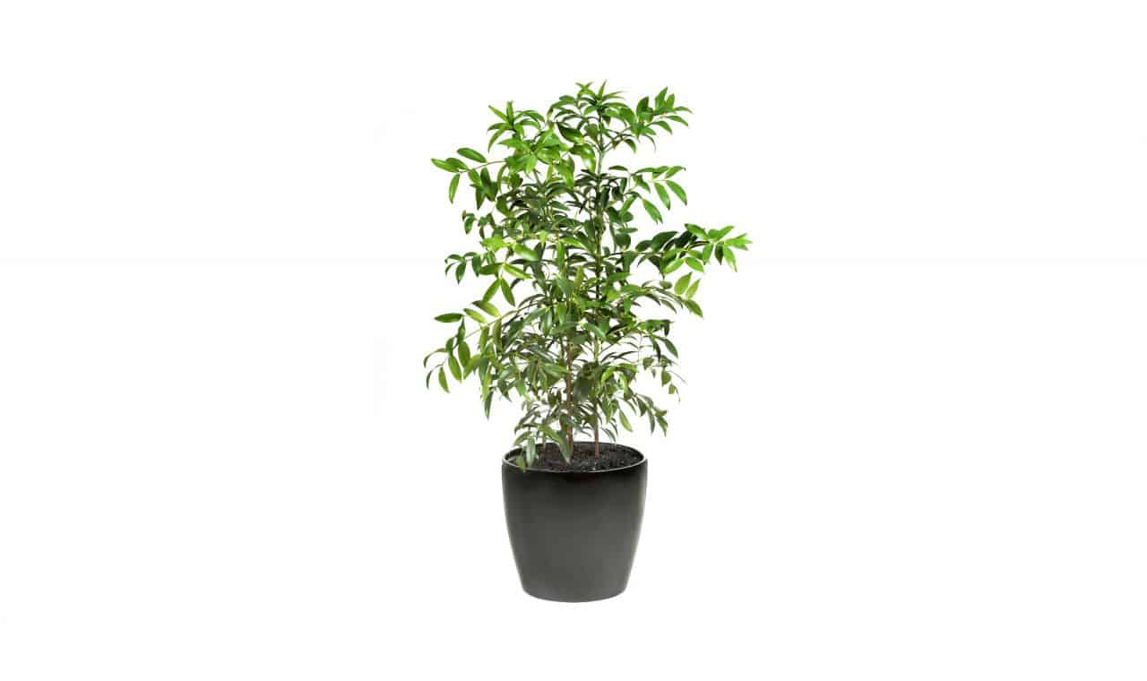 KAURI PINE - Frenchams Wholesale Nursery