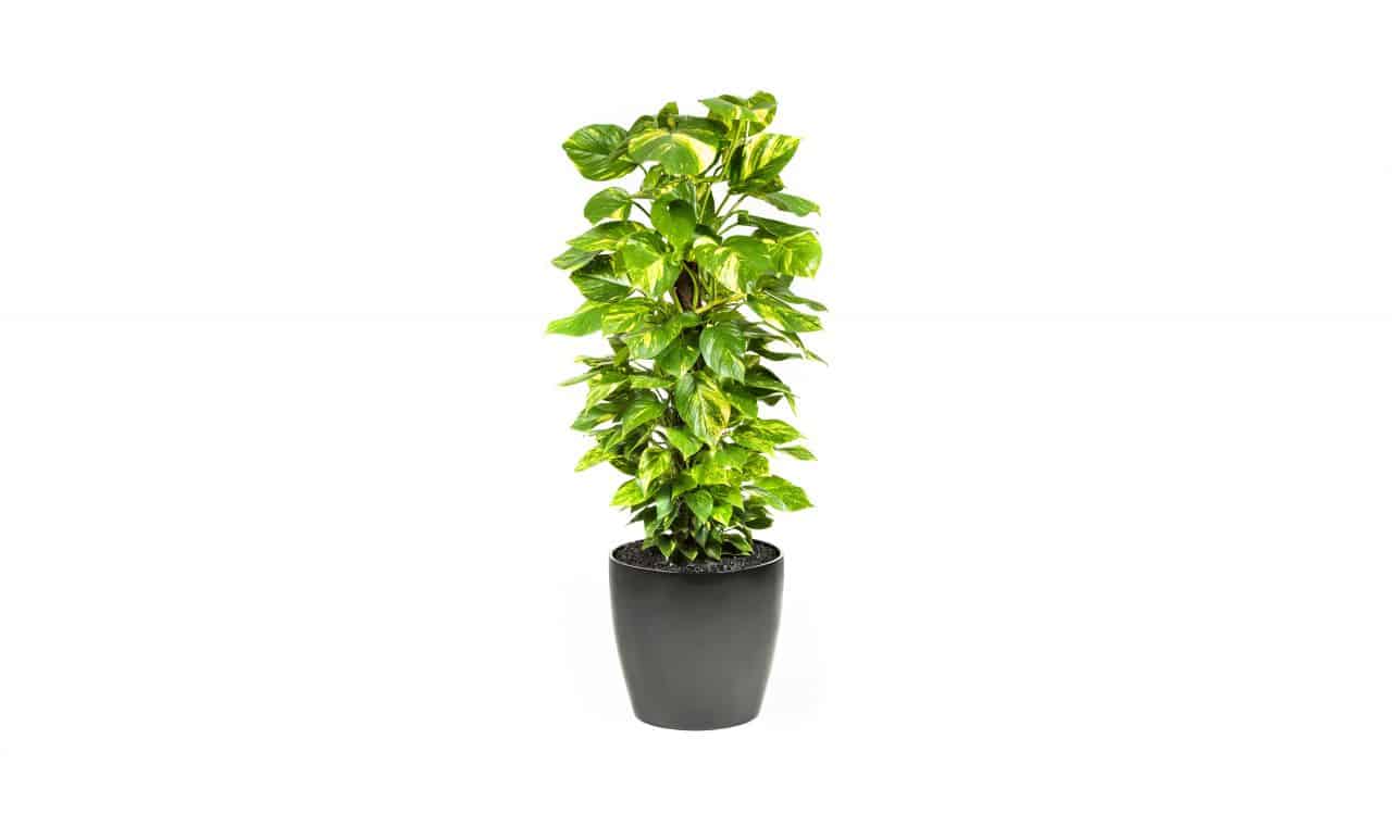 POTHOS - Frenchams Wholesale Nursery