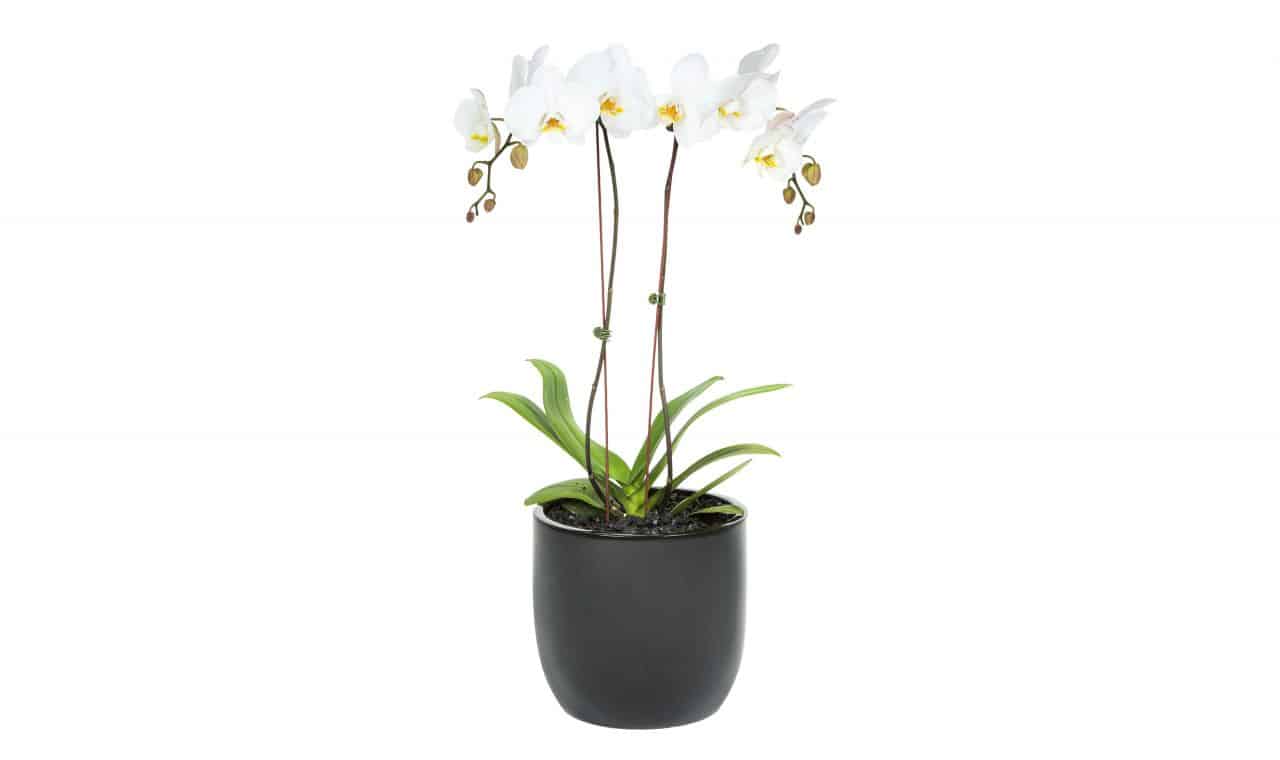 MOTH ORCHID - Frenchams Wholesale Nursery
