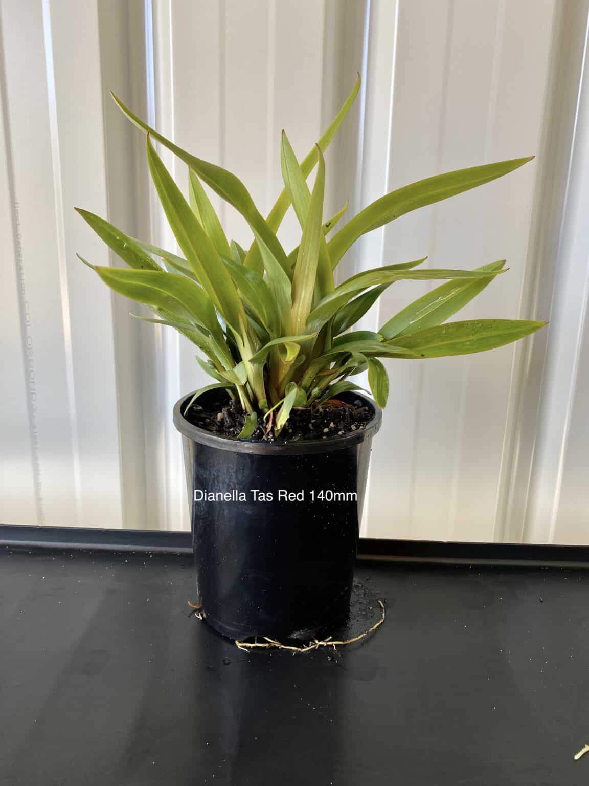 Dianella Tas Red 14cm - Frenchams Wholesale Nursery