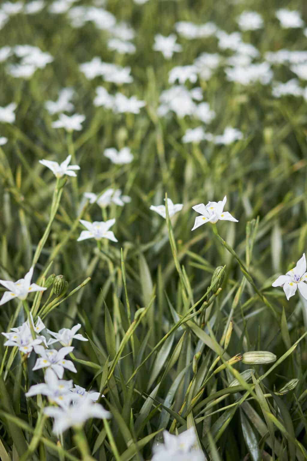 Dietes grandiflora - Frenchams Wholesale Nursery