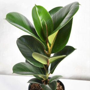 Ficus Robusta - Frenchams Wholesale Nursery