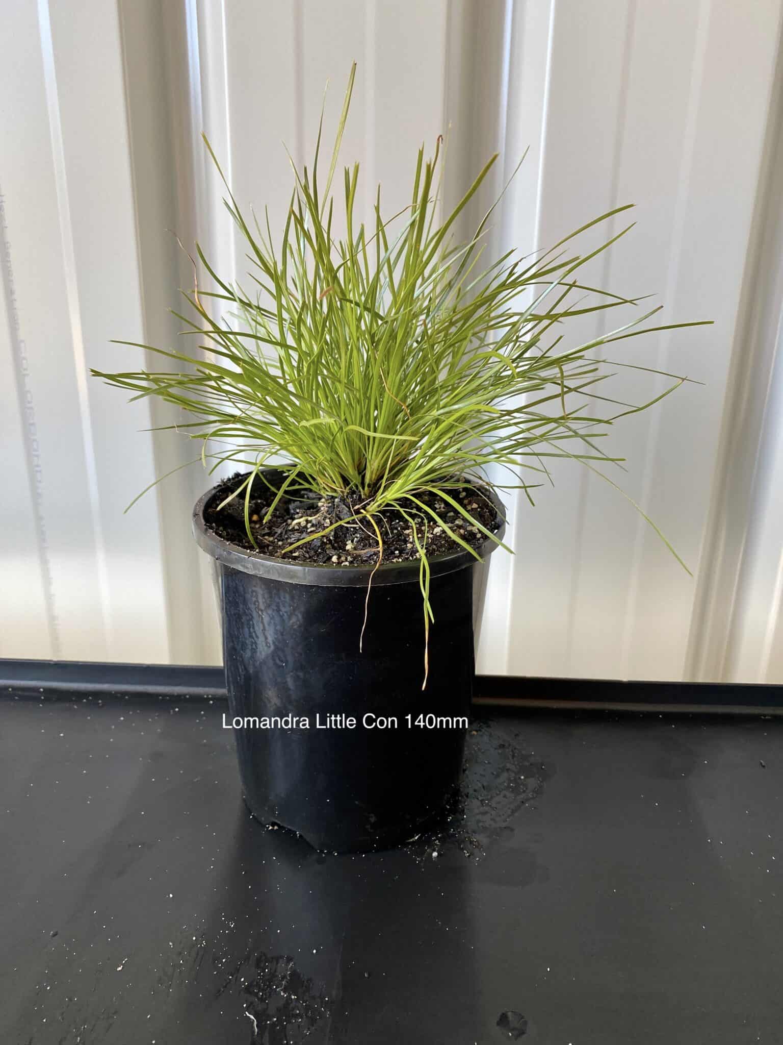 Lomandra Little Con 14cm - Frenchams Wholesale Nursery
