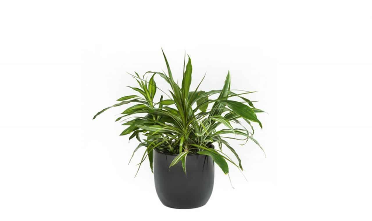 MIXED FOLIAGE - Frenchams Wholesale Nursery