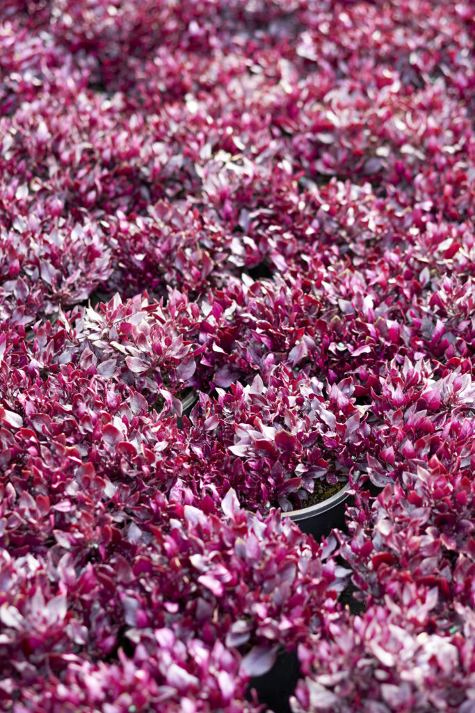 Plants Archive - Page 3 of 11 - Frenchams Wholesale Nursery