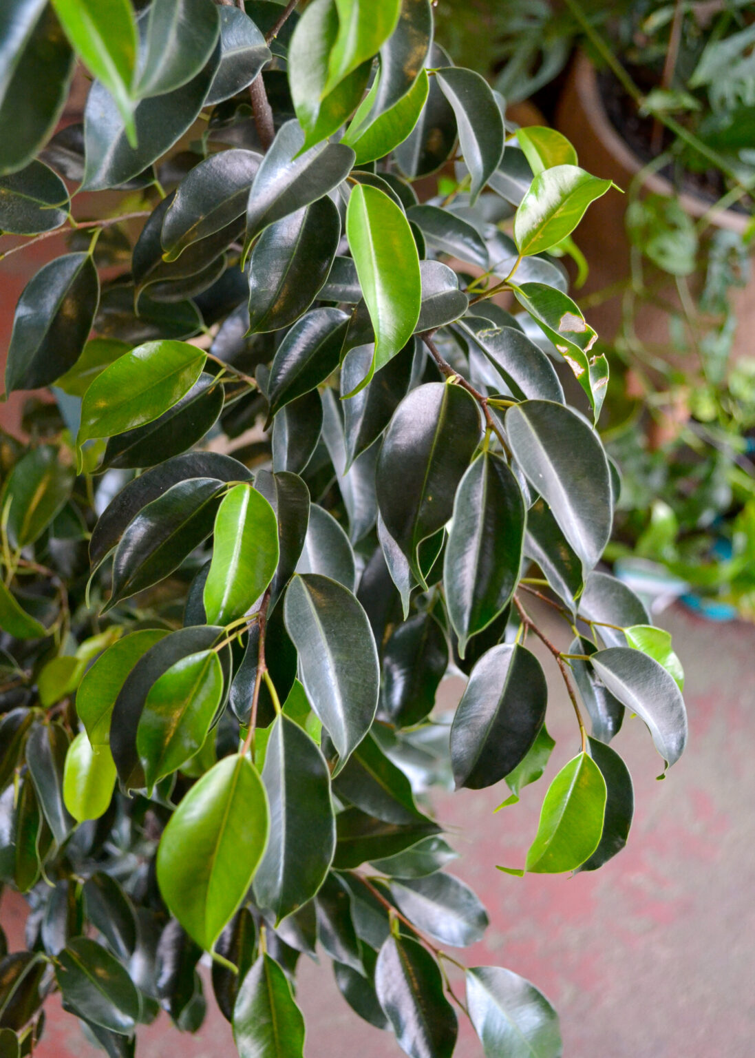 Ficus Mid Night Beauty - Frenchams Wholesale Nursery