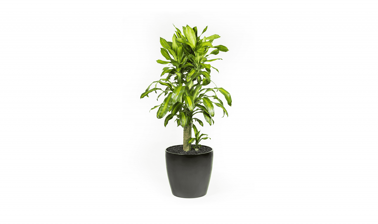 HAPPY PLANT - Frenchams Wholesale Nursery